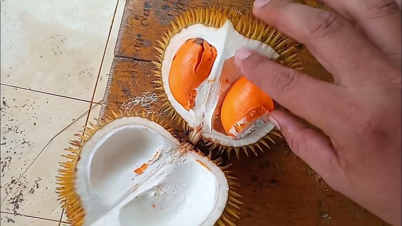 BUAH SEDAWAK, DURIAN MENTEGA DARI KALIMANTAN - YouTube