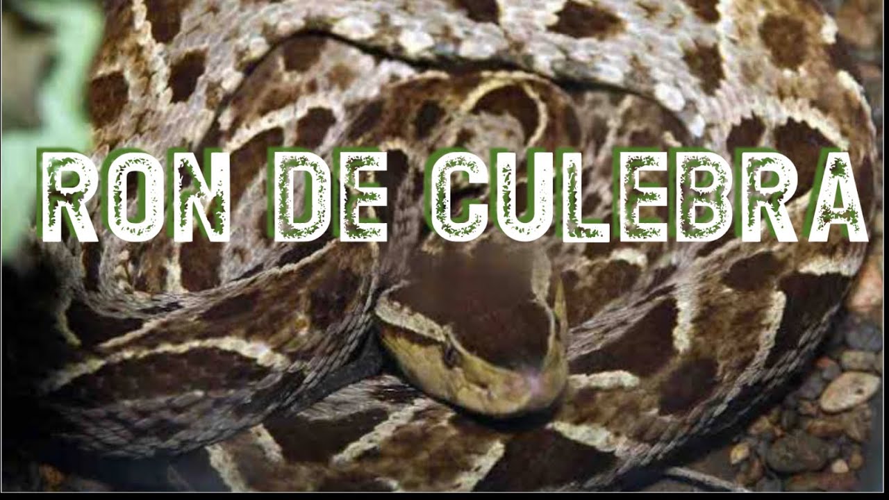 ⚠️Ron de culebra en la HUERTA de PITAHAYAS 😯 - YouTube