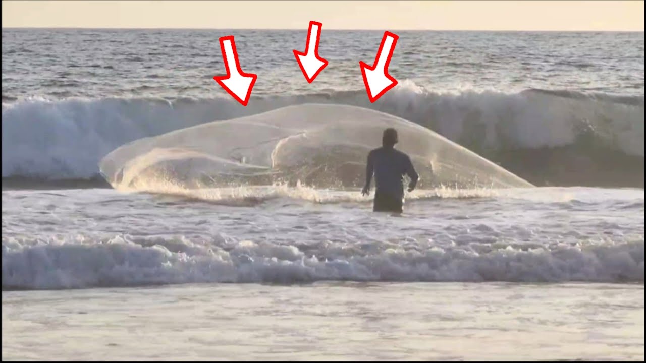 ASI SE VIO CUANDO ESTE PESCADOR LANZO LA ATARRAYA - YouTube