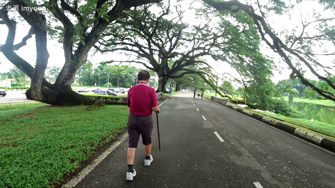我和爸爸在太平湖畔散步 Raintree Walk Taiping, Perak - YouTube