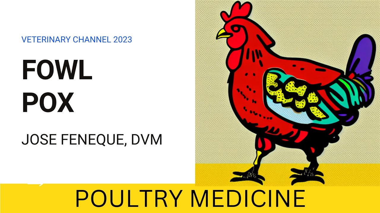 WHAT IS FOWL POX? - YouTube