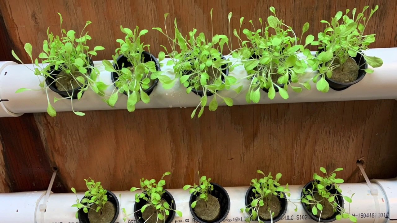 DIY Hydroponic Vertical Gardening - YouTube
