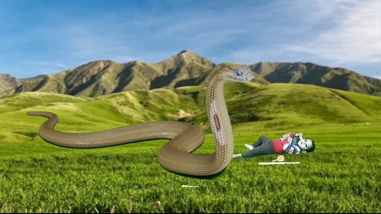 New Big cobra snake in real life from Amazon forest 2023 - YouTube