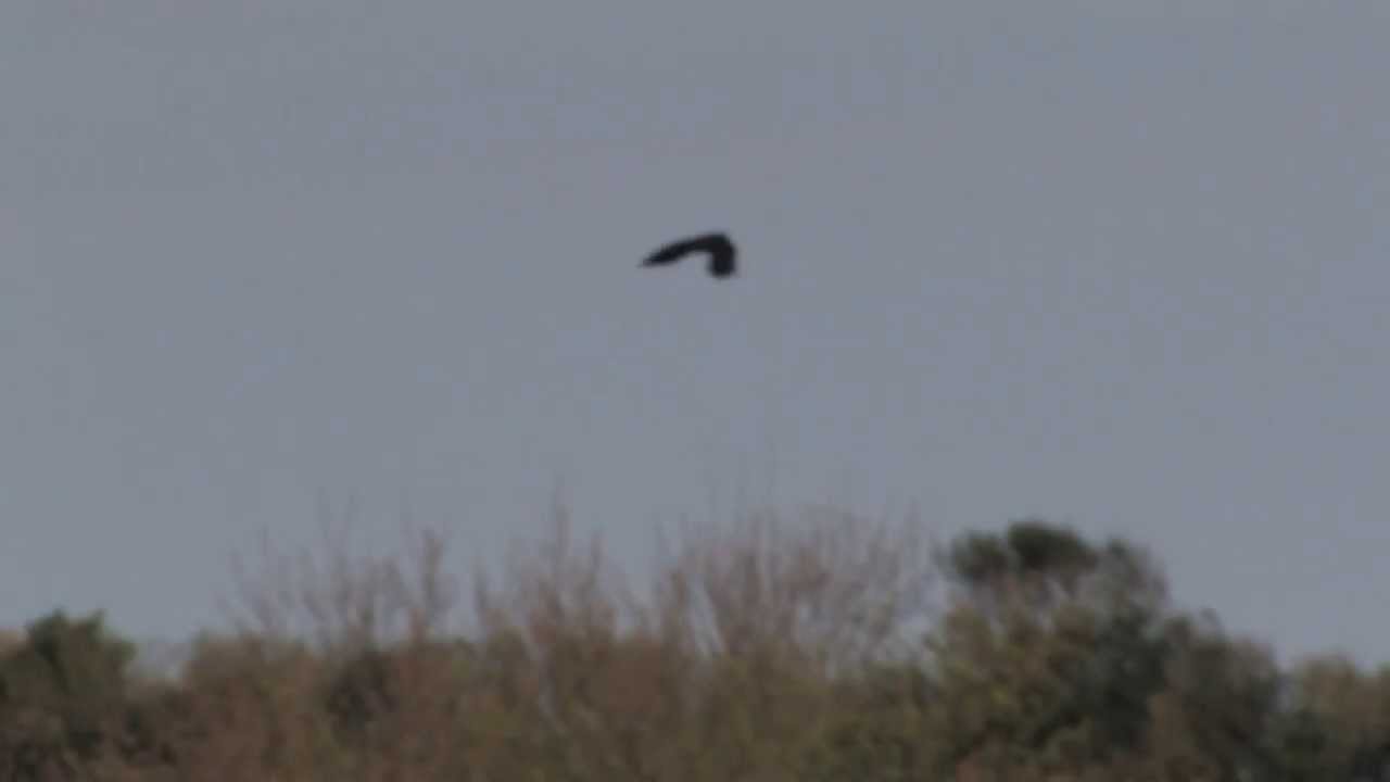 Raven flying - YouTube