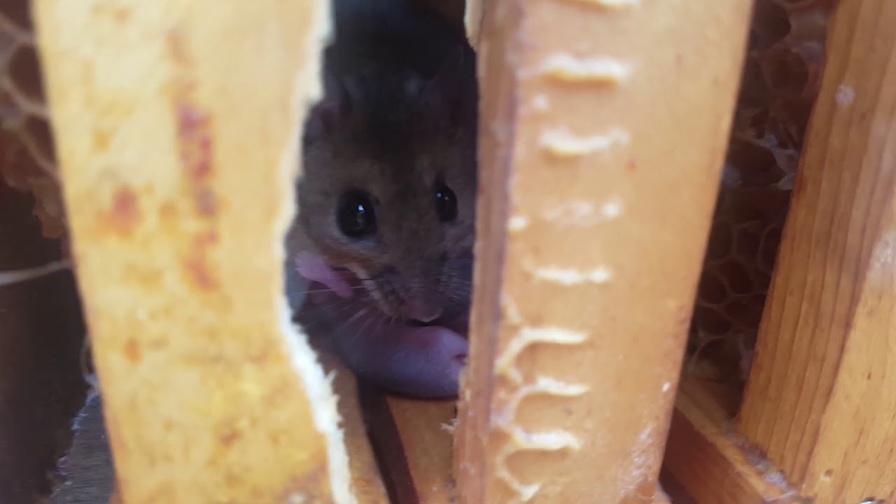 🐁🐭 MOUSE IN THE HOUSE, WELL, BEE HIVE 🐭🐁 - YouTube