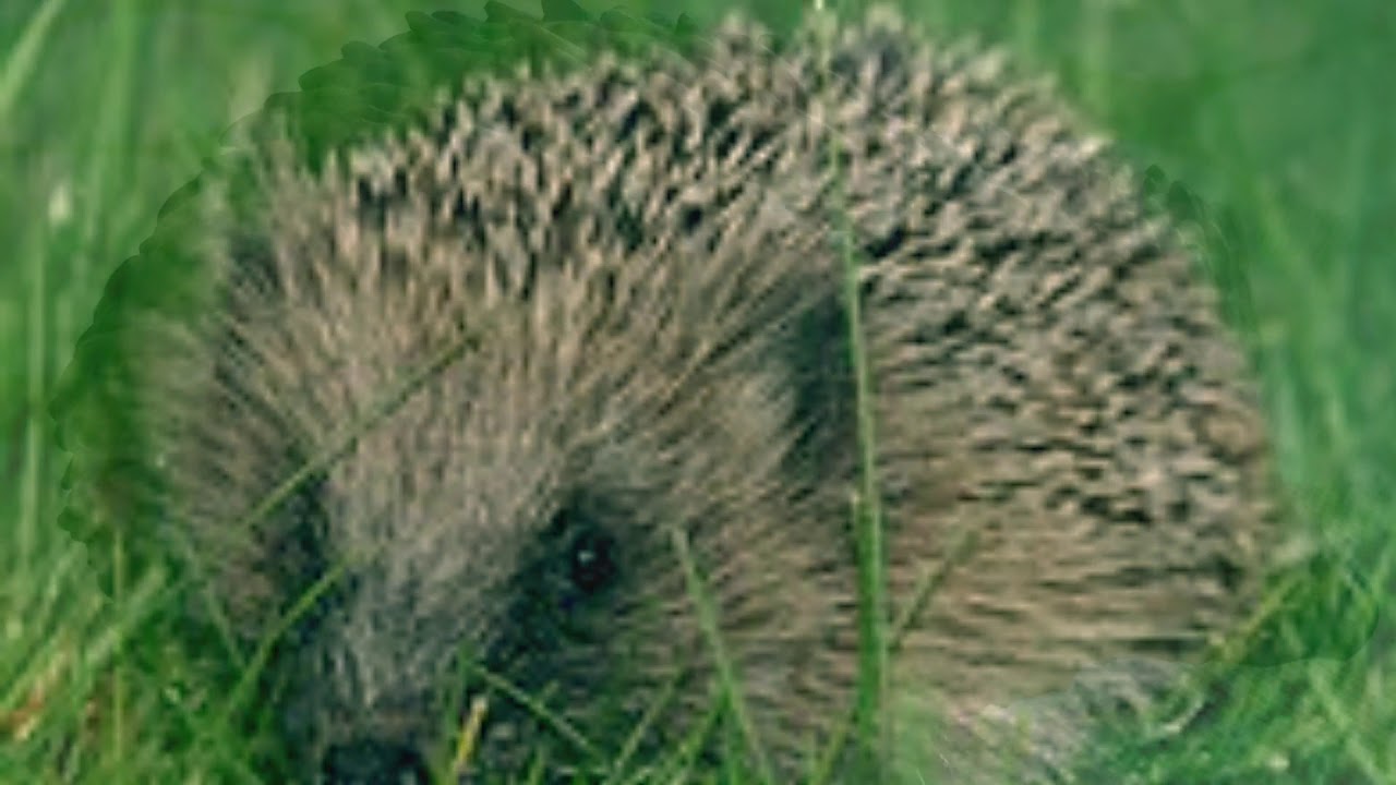 Singing Hands: #MakatonMonday 2017 #40 - HEDGEHOG - in Makaton - YouTube