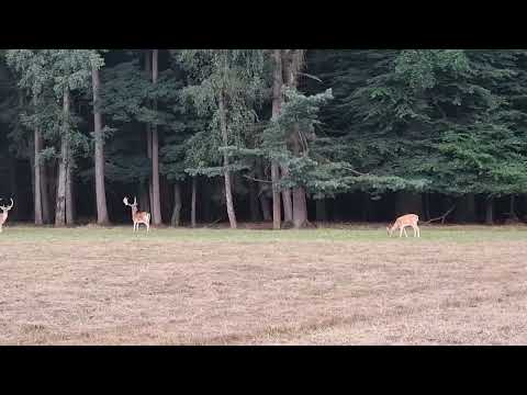 Lämmer Schafe Damhirsche #sheep #lamm #wildlife #tiervideo #damhirsch #wald #wildanimals #schafe