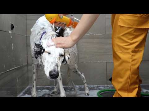 You've Probably Never Heard of This Dog Breed