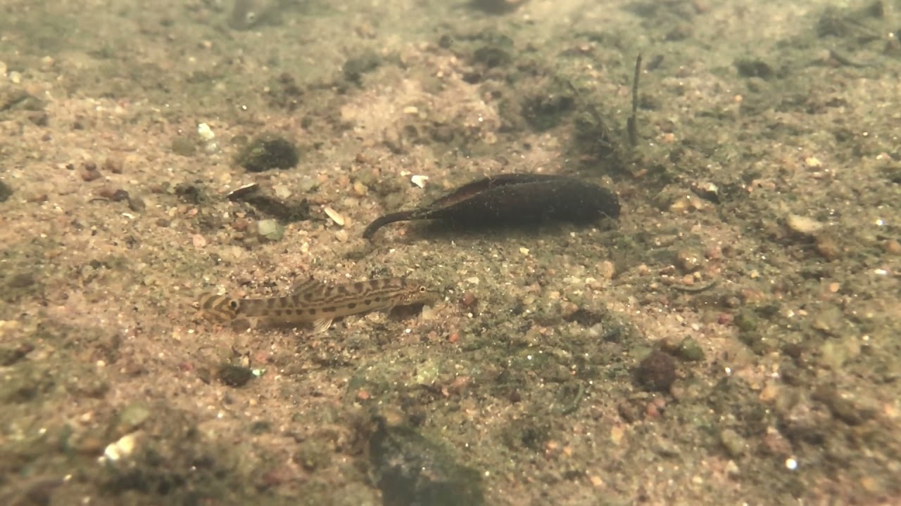 වෙල් අහිරාවා/ Common Spiny Loach (Lepidocephalichthys thermalis ) in ...