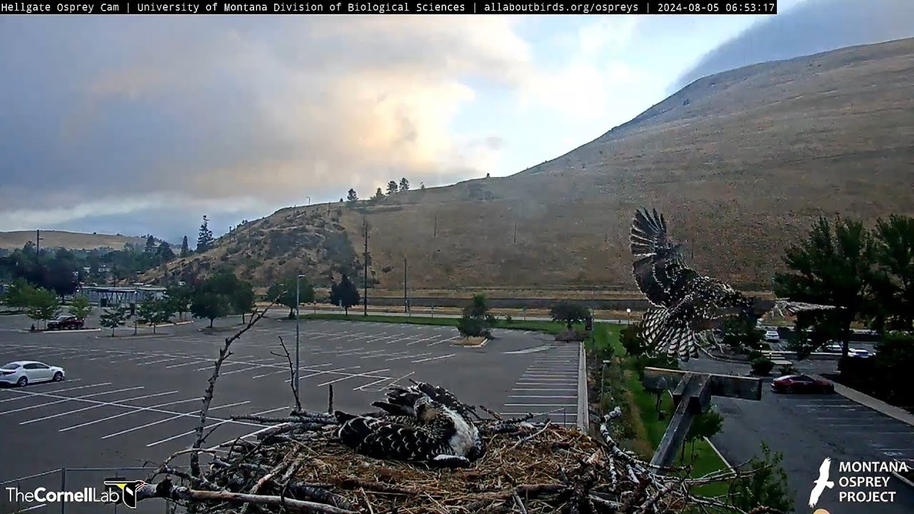 Sum-eh flies to the perch! 06 53 13 8 5 24 - YouTube