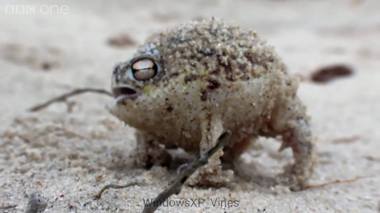 The Windows Frog™ - YouTube