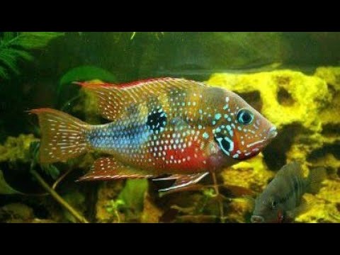 Ellioti Cichlids at Chamen Cichlids - YouTube