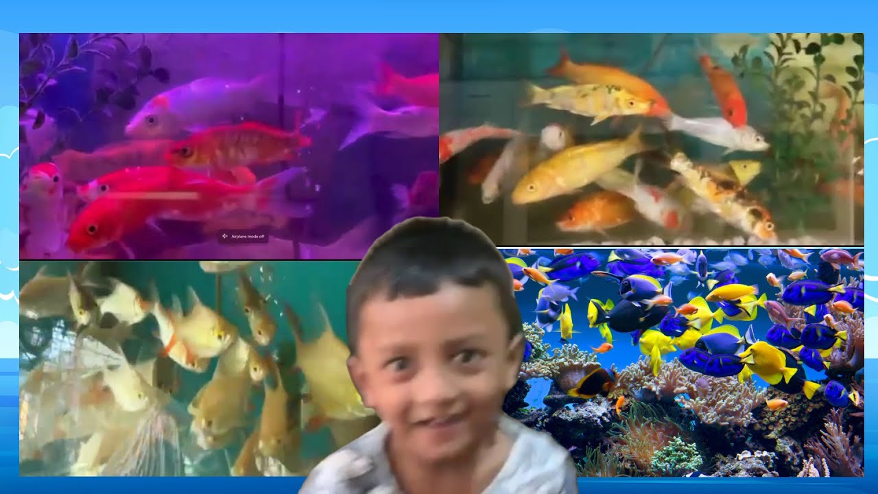 Watch new aquarium fish with Mustafiz with mind relaxing music # ...