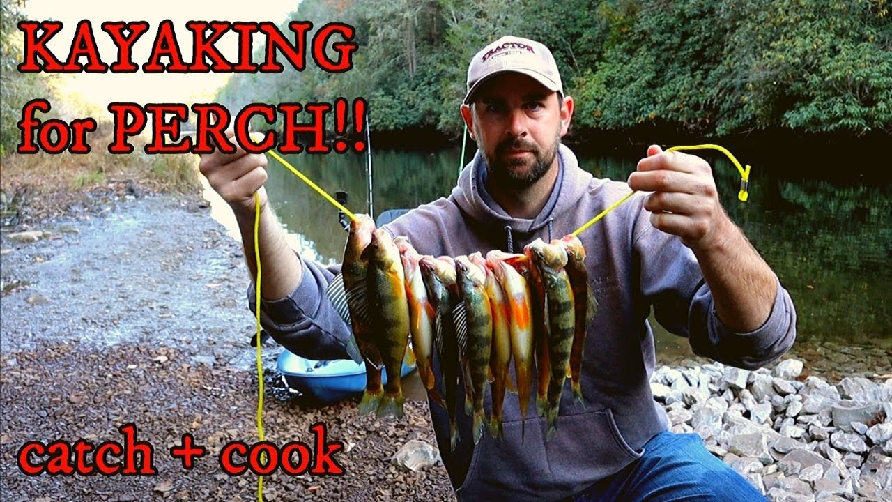Slaying Yellow PERCH (Catch and Cook) - YouTube