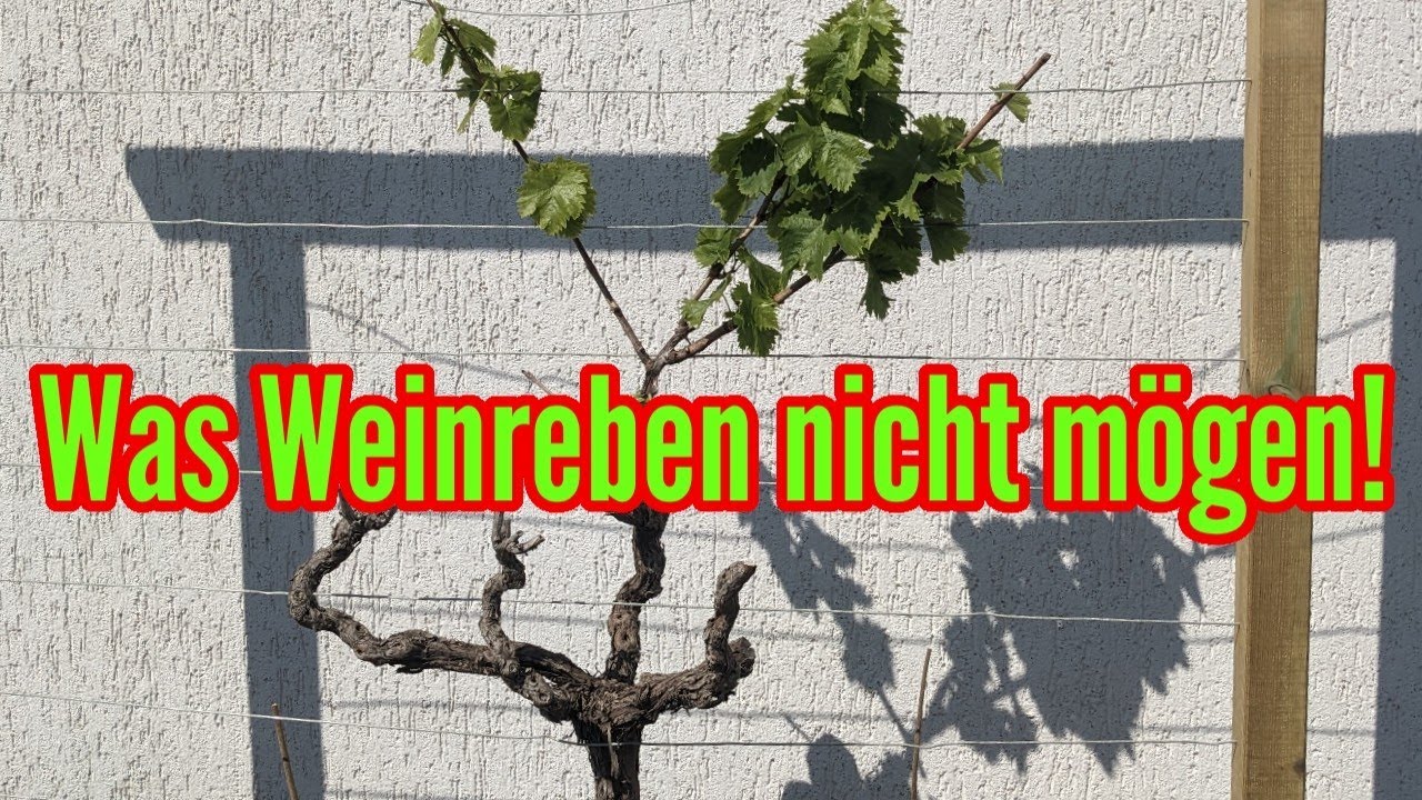 Was Weinreben nicht mögen - Diese Pflegefehler solltet du UNBEDINGT ...