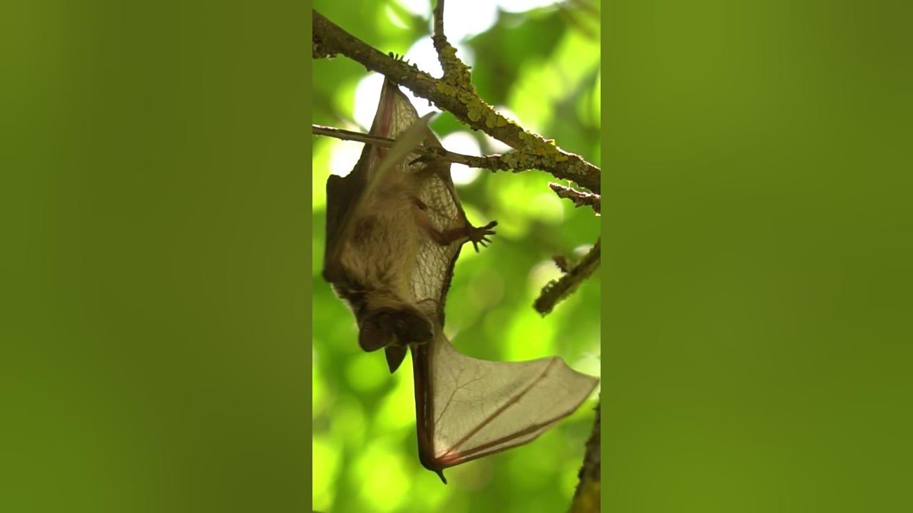 Bat Sounds And Bat Facts #Shorts 📢 - YouTube
