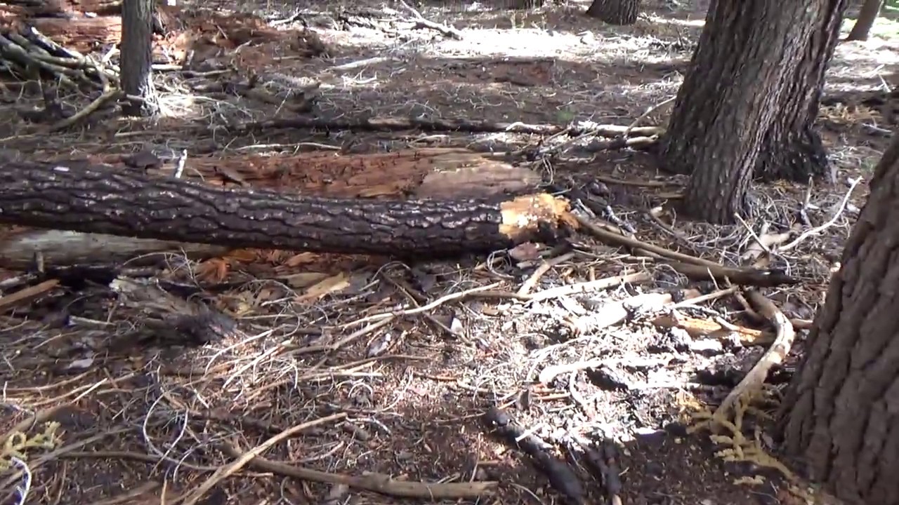 Stumbling Through High and Remote Woods - YouTube