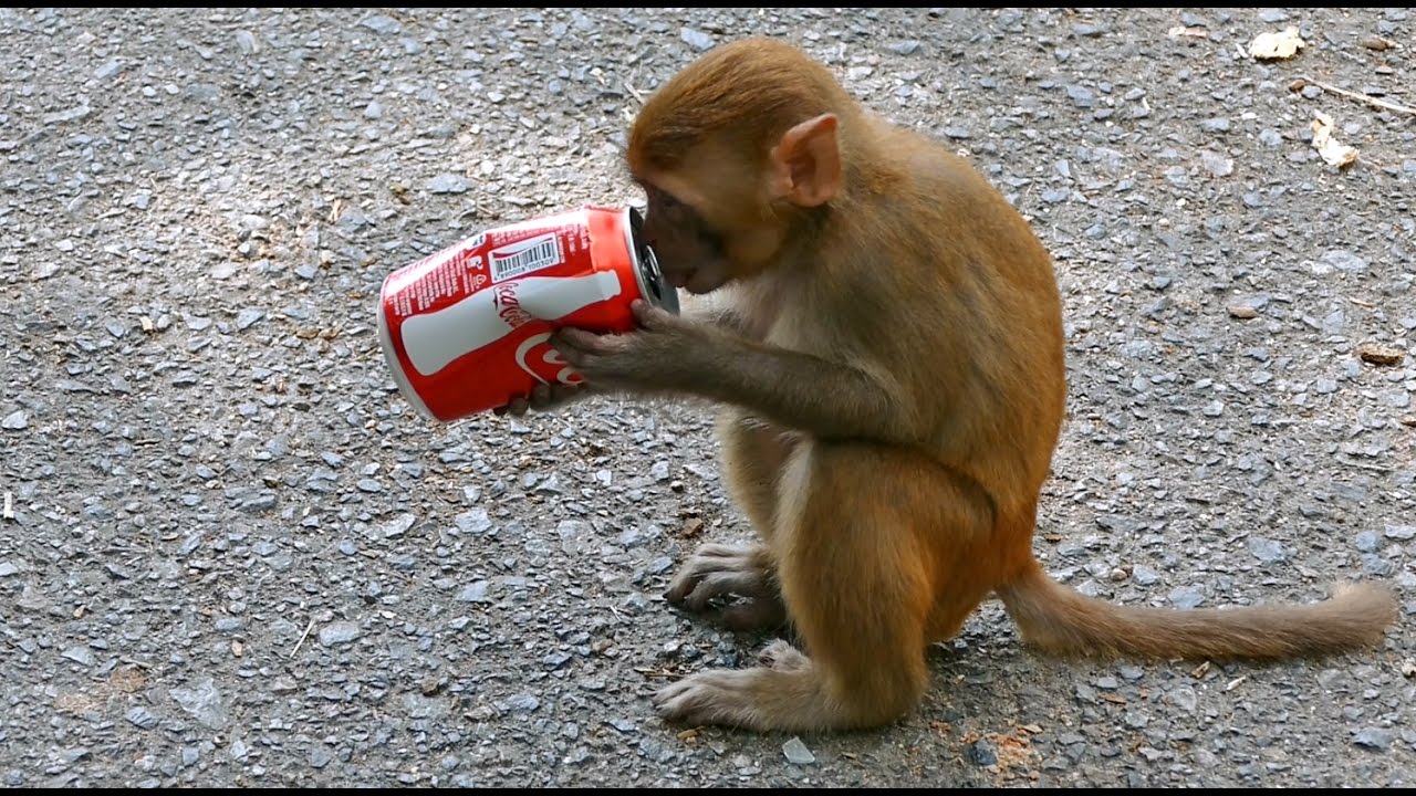 Monkey Hill in Hong Kong - Kam Shan Country Park - YouTube