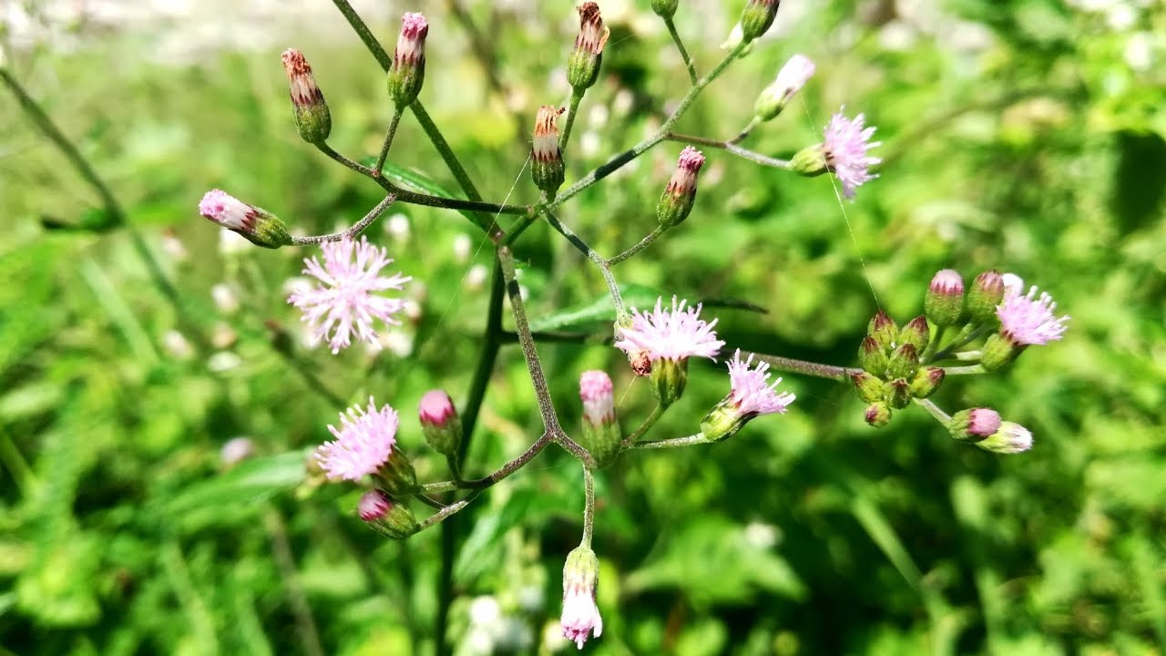 Little ironweed, Purple feabane • Hindi: Sahadevi सहदेवी • Marathi ...