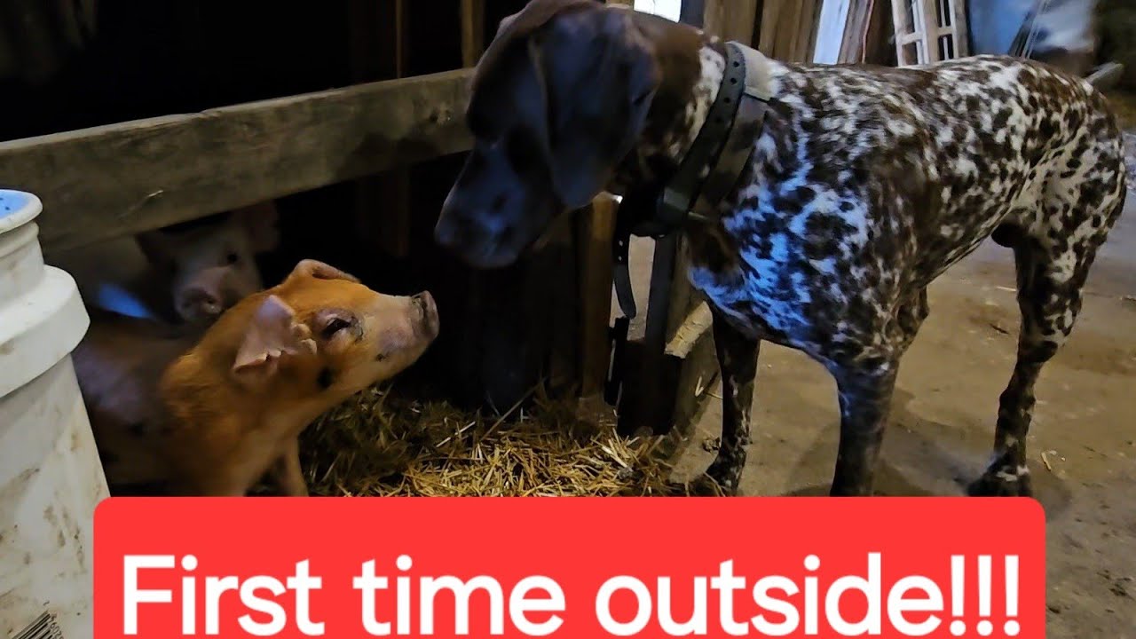 Baby pigs first time outside. Exploring this big new world! Making a ...