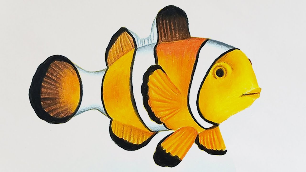 How To Draw a FISH 🐠 with Colour Pencils l Step-BY-Step l - Pencil ...