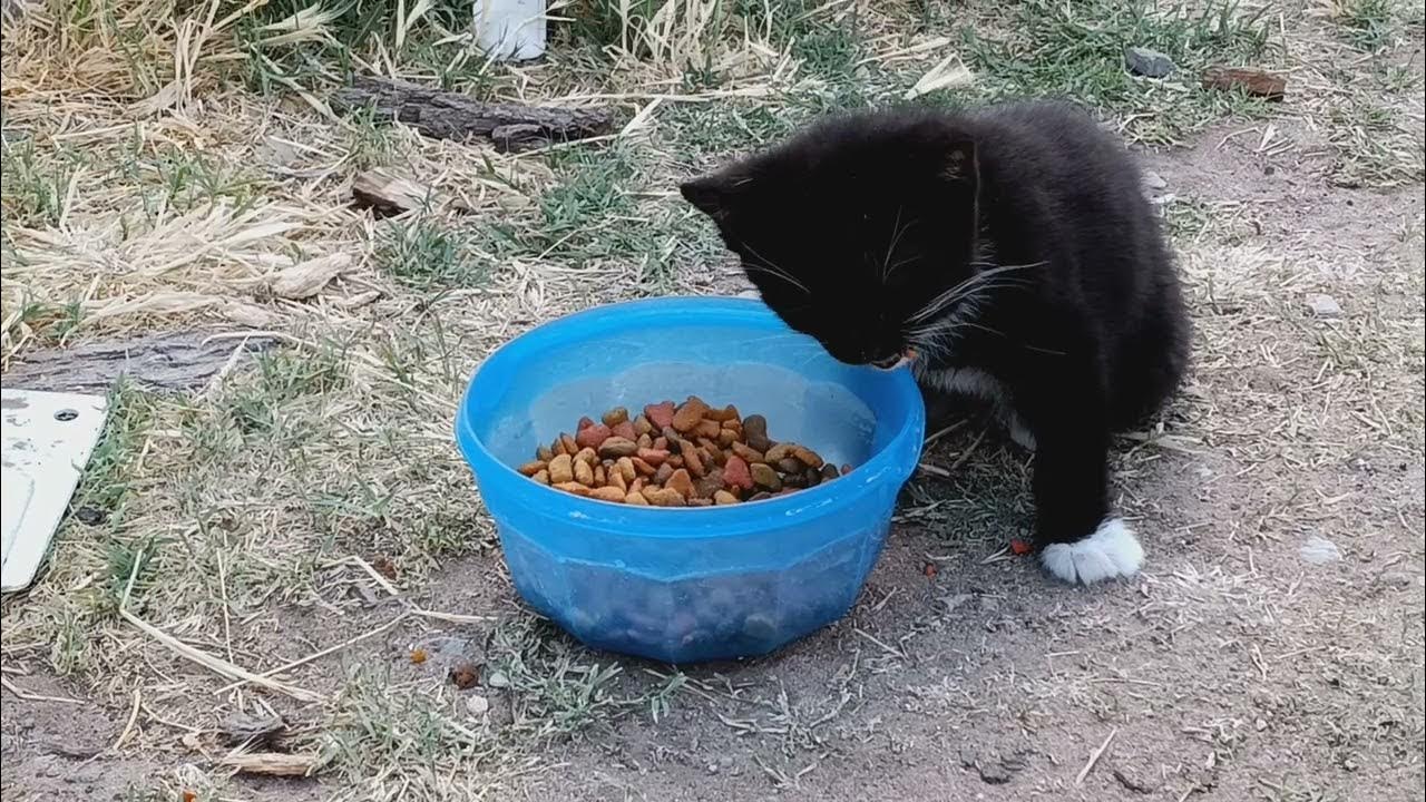Cat kitten black white tuxedo eating dry food 1 month 2 weeks - YouTube