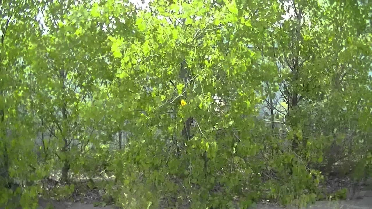 Scary Abandoned Store (outside view only) - YouTube