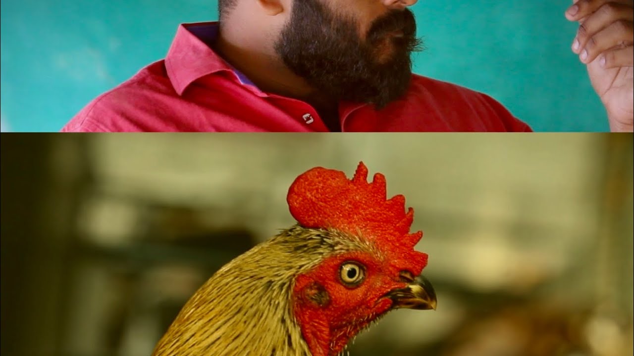 Aadukalam scenes l Aadulalam re-creation l mc_kishore l syed phayaaz ...