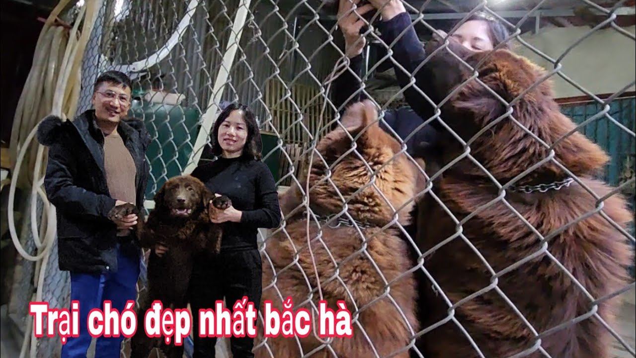 Vào thăm và bắt chú chó bắc hà xù đỏ lửa đẹp nhất đất bắc hà | Village ...