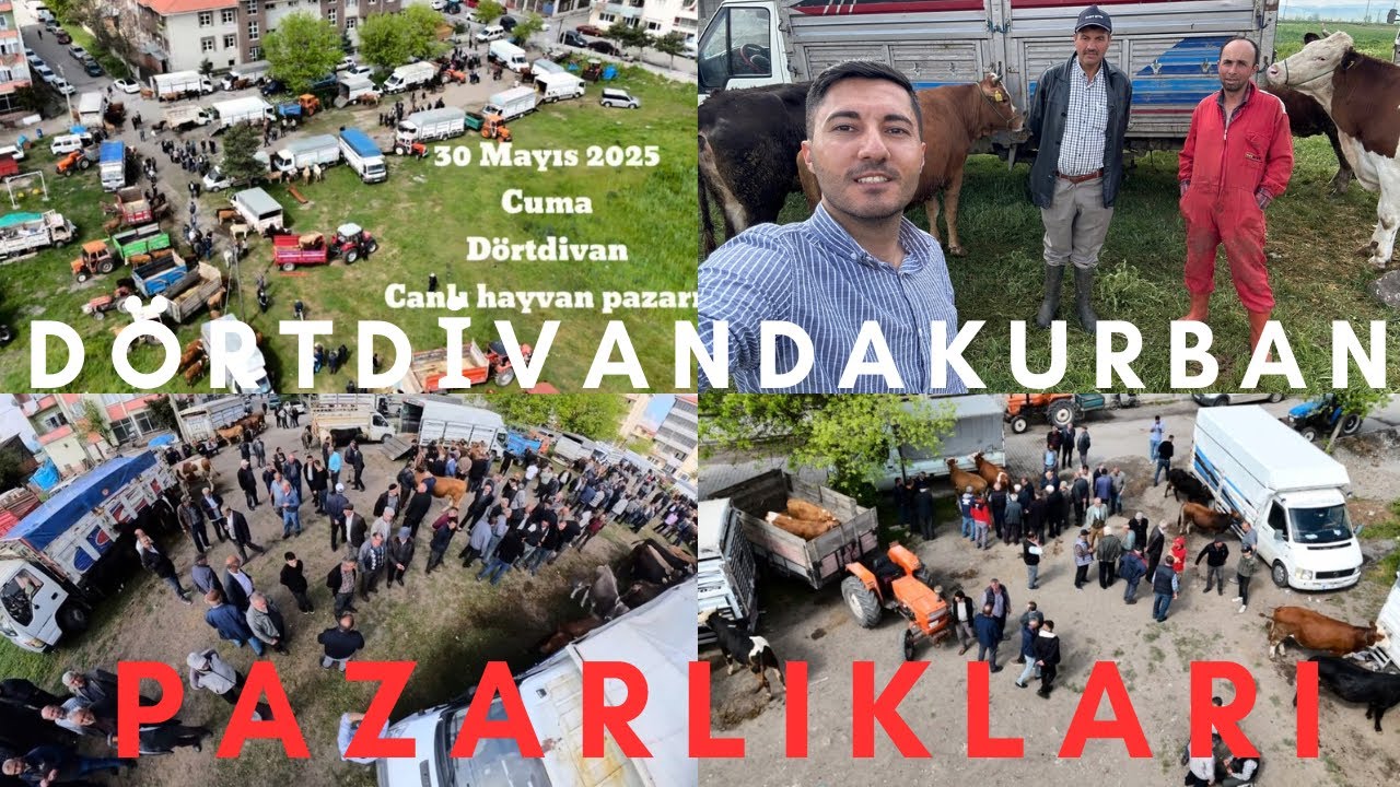 DÖRTDİVANDA KURBAN FİYATLARI -SIKI PAZARLIKLAR -KURBAN BAYRAMINA SAYILI ...