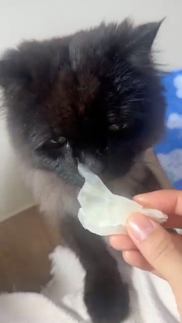 양배추 먹는 고양이🥬 #고양이 #cat (I have a cat that eats cabbage) - YouTube