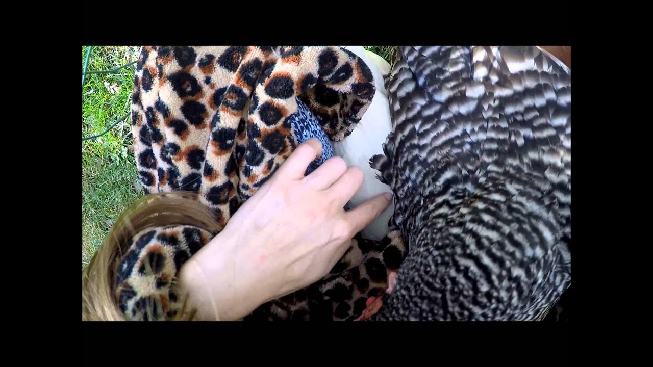 chickens love cuddling HD - YouTube