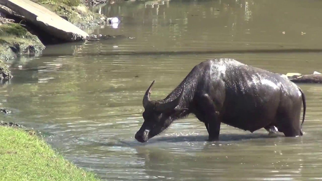 Water Buffalo bath time. - YouTube
