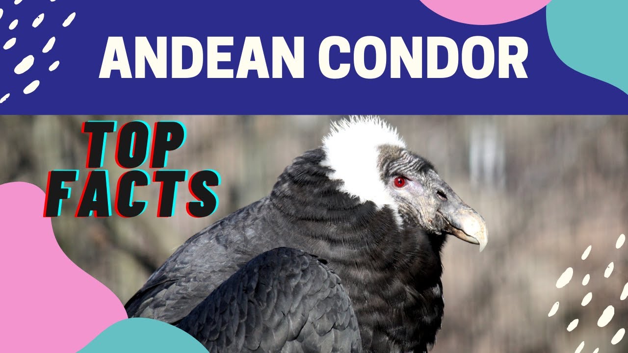 Andean Condor facts 🦅 Vulture Found in Andes mountains 🏔 largest flying ...