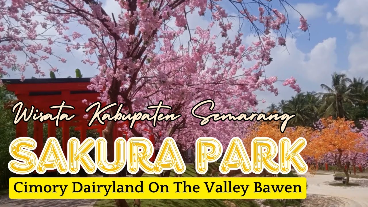 SAKURA PARK Cimory Dairyland On The Valley Bawen || WISATA KABUPATEN ...