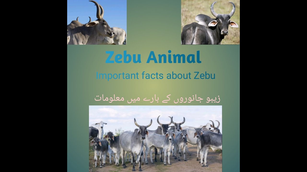 Important facts about Zebu animals | informative video | Information ...