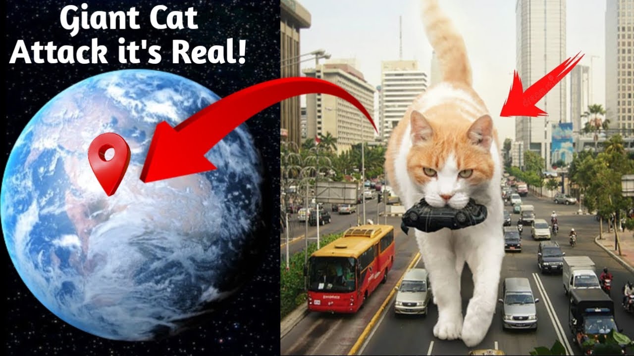 Giant cat attack 😺🤯 on google maps and google earth 🌎 #map #earth # ...