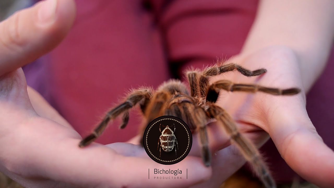 Como tomar una araña pollito (con Dante) - #03 - YouTube