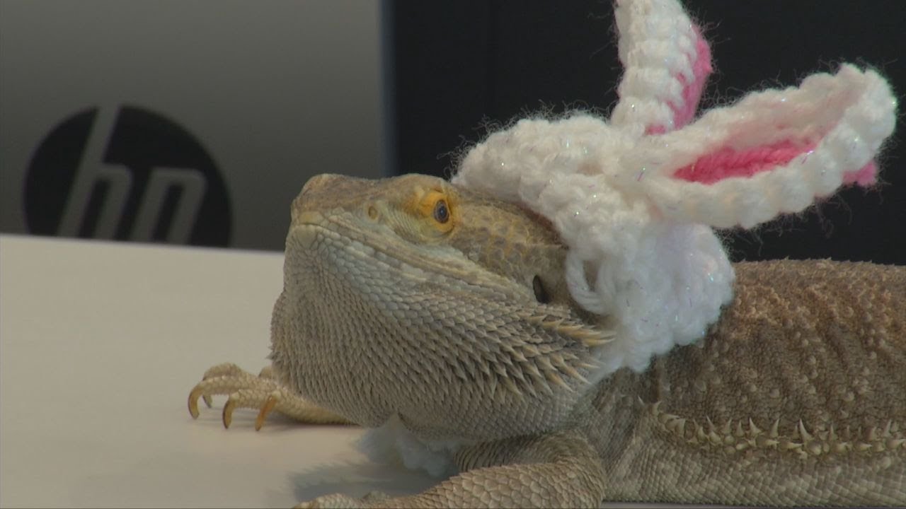 The Easter Lizard? Local Bearded Dragon named semi-finalist in Cadbury ...