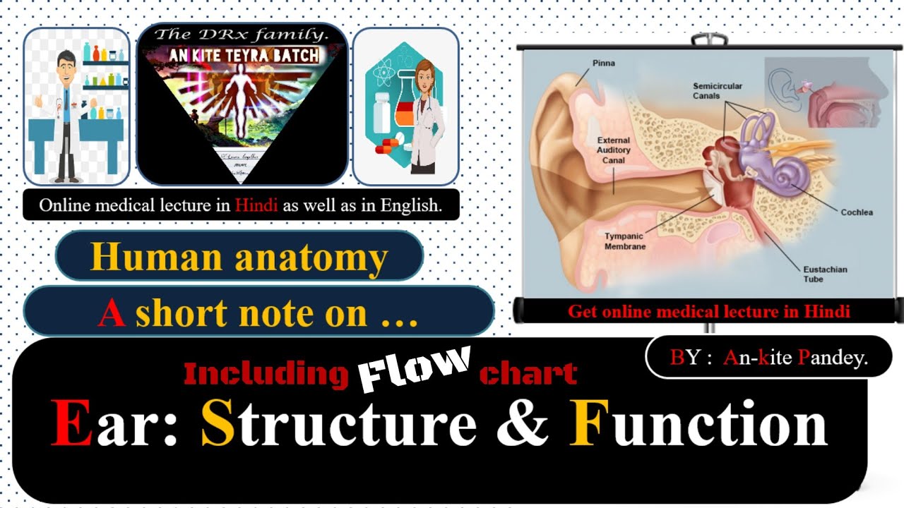 Structure And Function Of Ear In Hindi YouTube Structure And Function Of Ear In Hindi YouTube