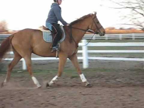Red Ribbon Stables Brown Sugar - SOLD - YouTube