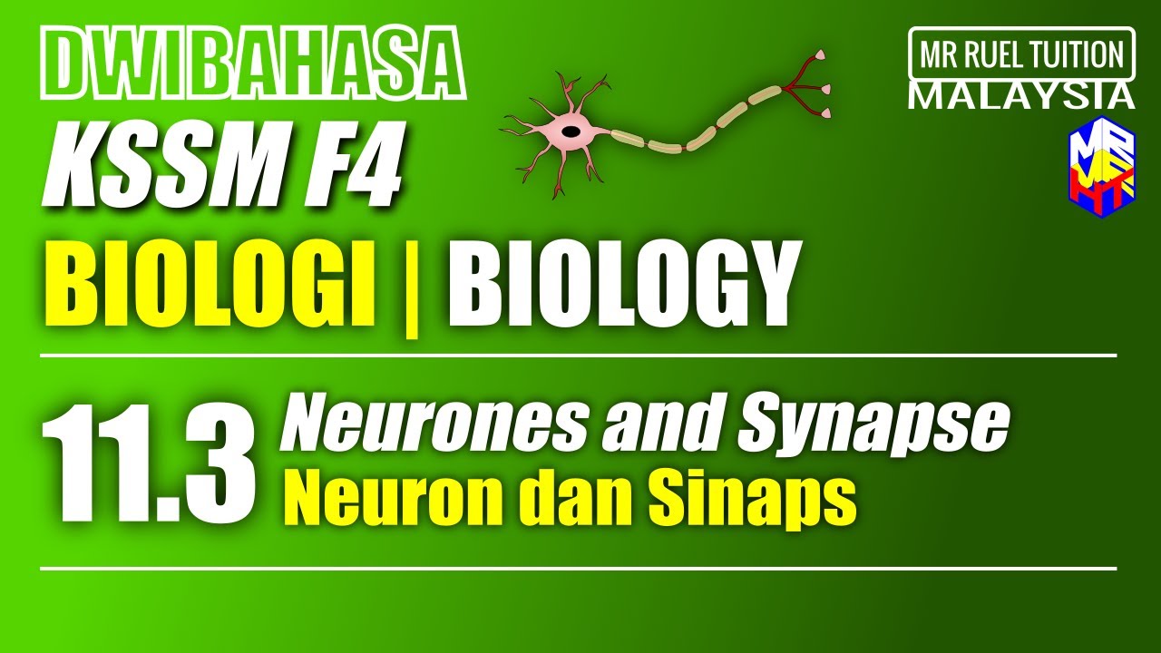 KSSM Biologi Tingkatan 4 . 12.3 Neuron dan Sinaps | KSSM Biology Form 4 . 12.3 Neurones and ...