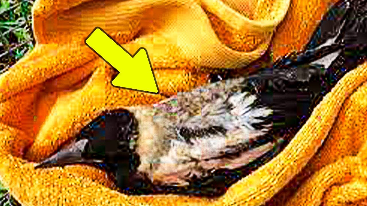 Magpie Fell From A Tree, She Had No Idea She Was Falling Into A Family ...