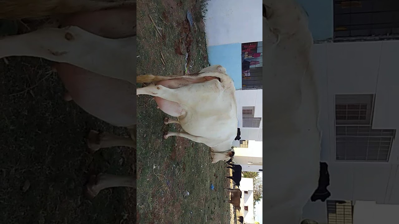 Local mysore COw 35 kg milk PEr day - YouTube