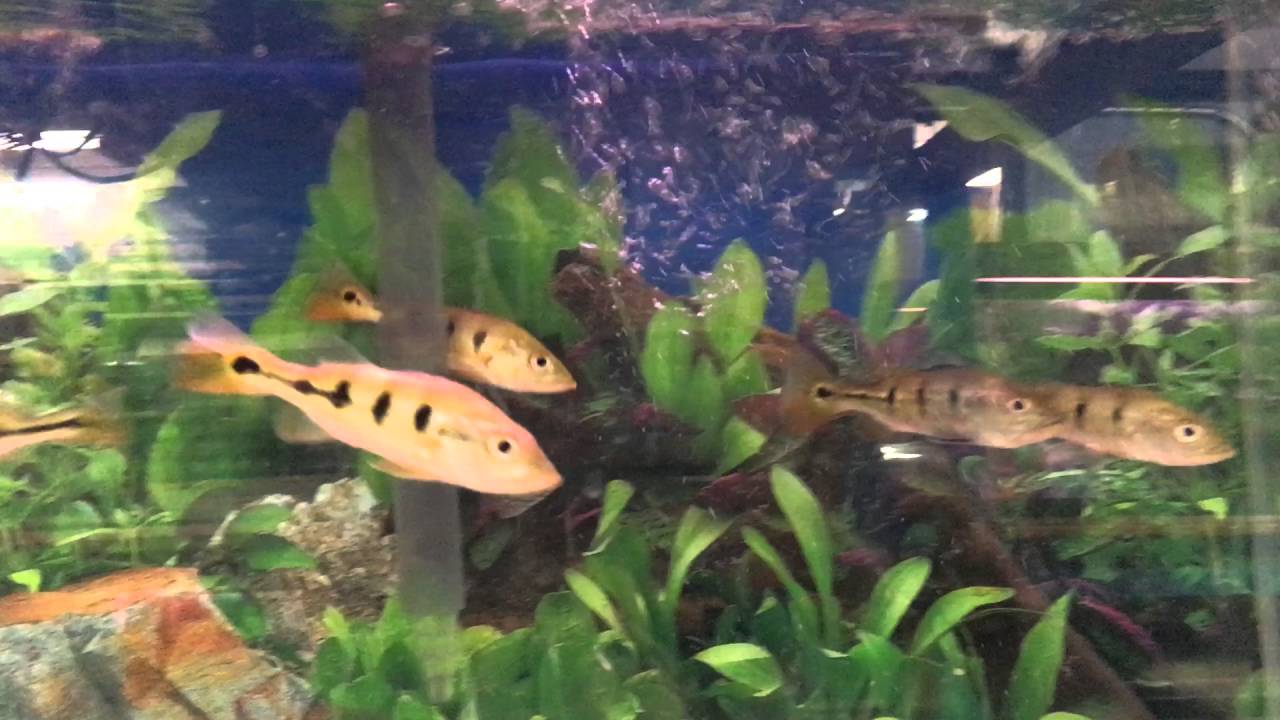 Mono Peacock Bass For Sale - YouTube