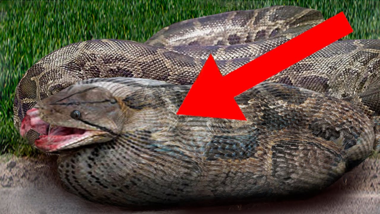 Most Dangerous Animals in Australia - YouTube