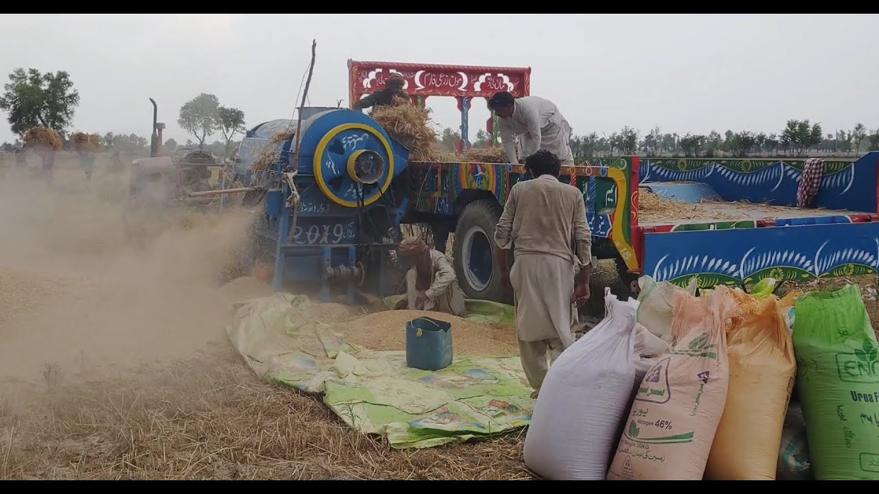 Gandu ka Kam khtam ho gya..... Pakistan Punjab wheat season end ...