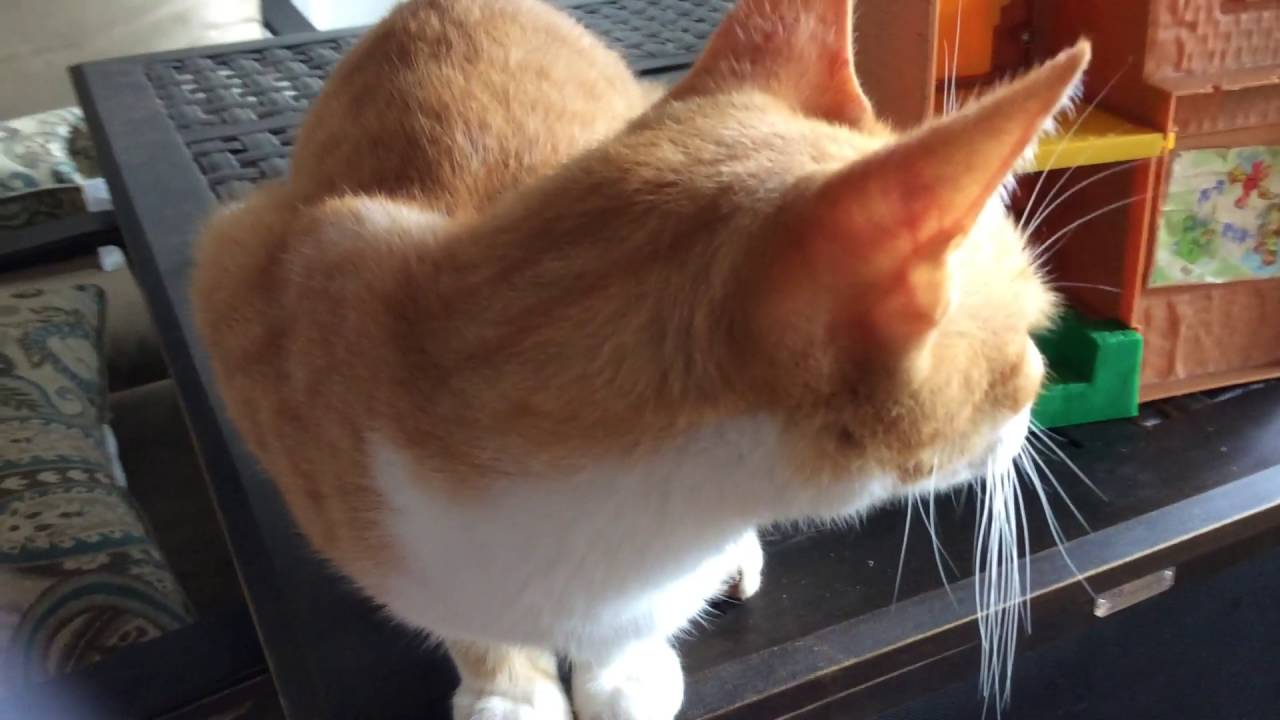 Cat Sat on a Table - YouTube