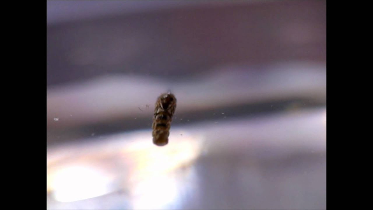 Midge Pupa Just Before Emerging - YouTube