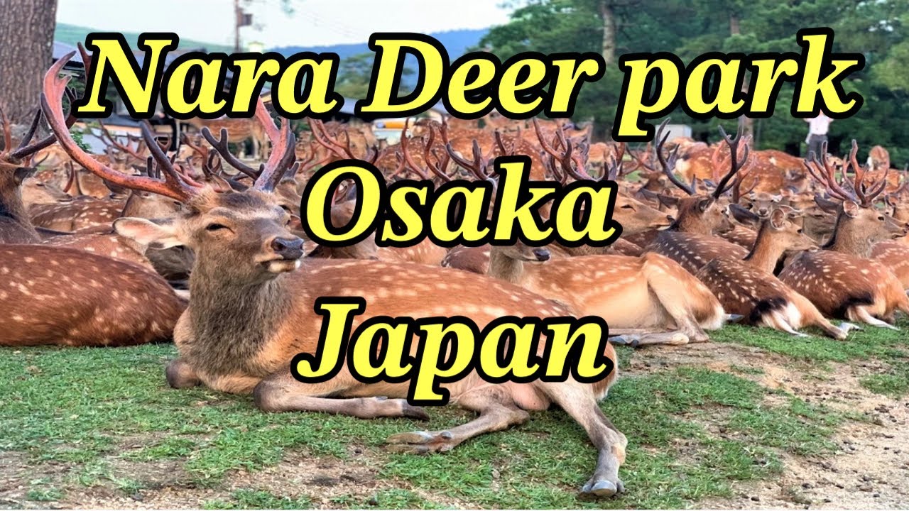 Nara Deer park 奈良公園 Osaka japan - YouTube
